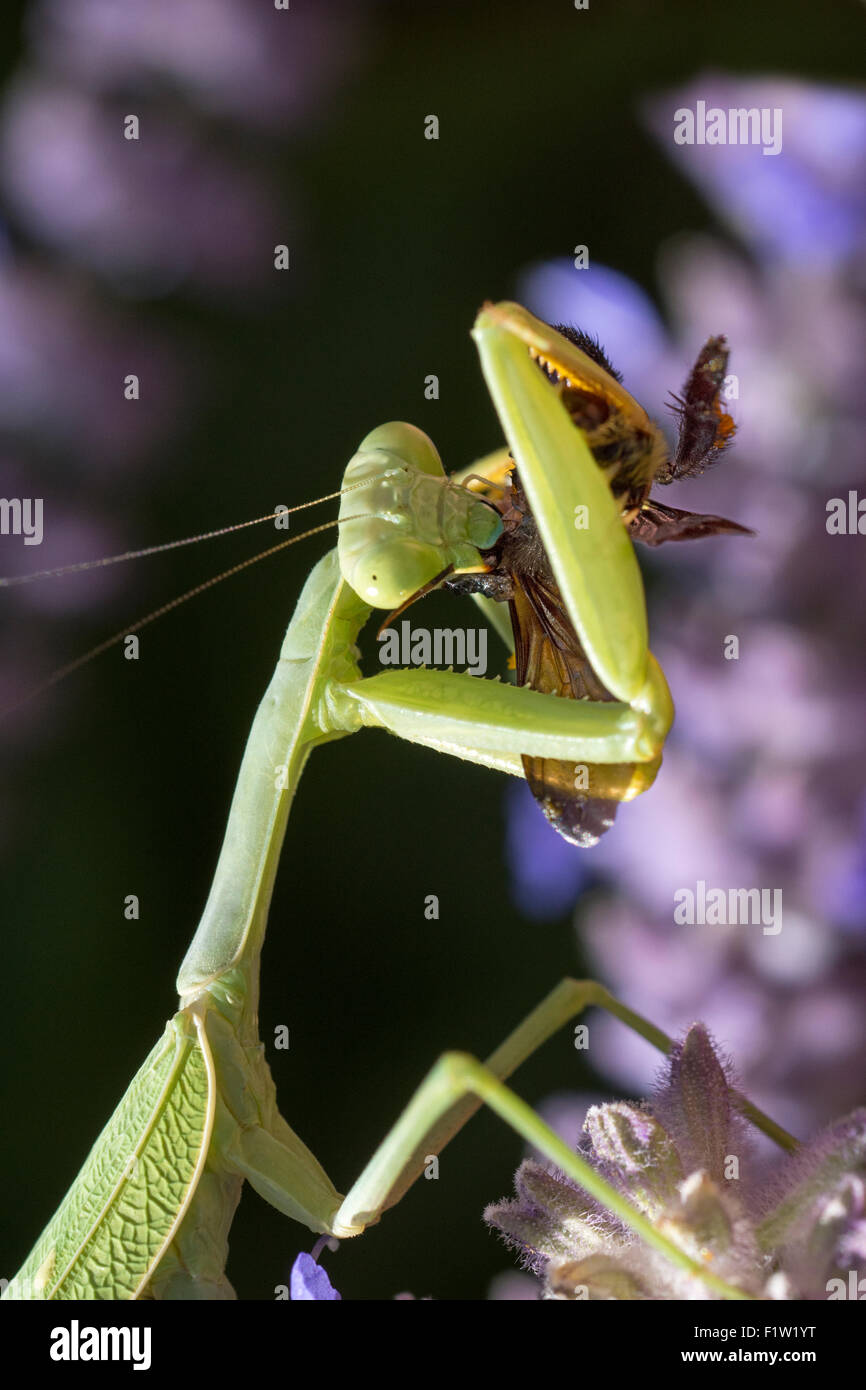Giant Praying Mantis Eating Bird