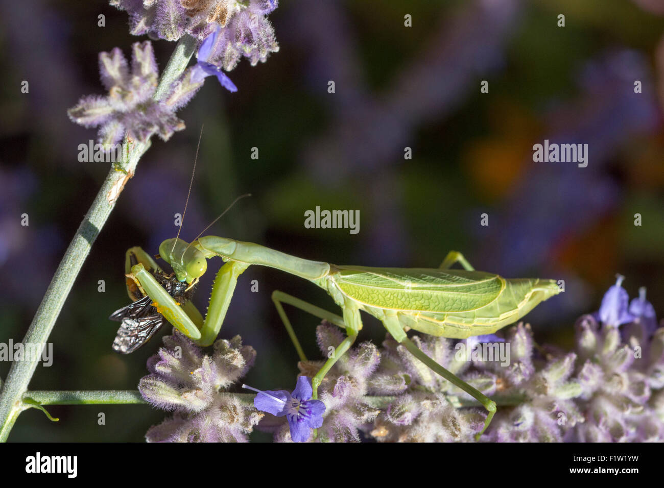 Praying mantis eating bee Stock Photo - Alamy