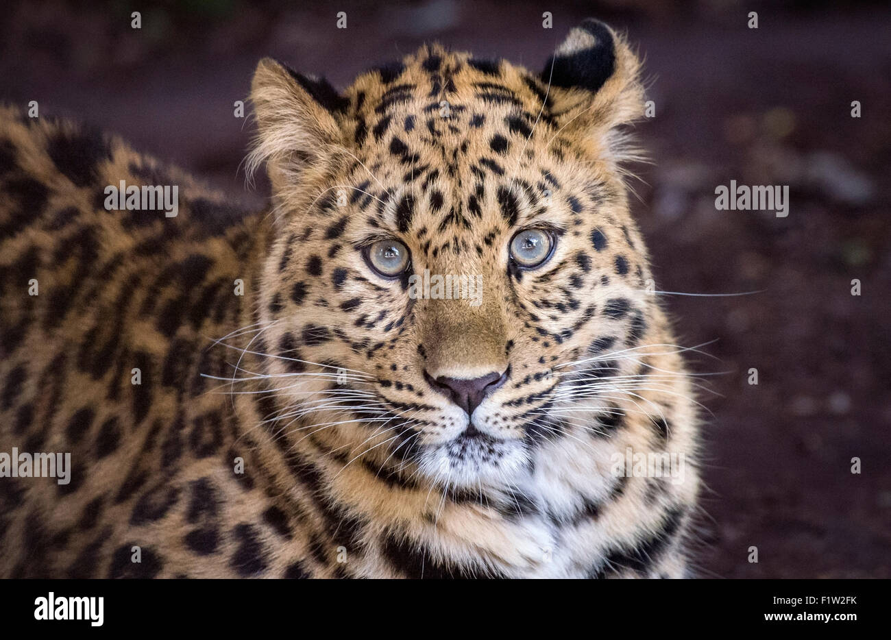 Young Amur leopard staring at camera Stock Photo - Alamy