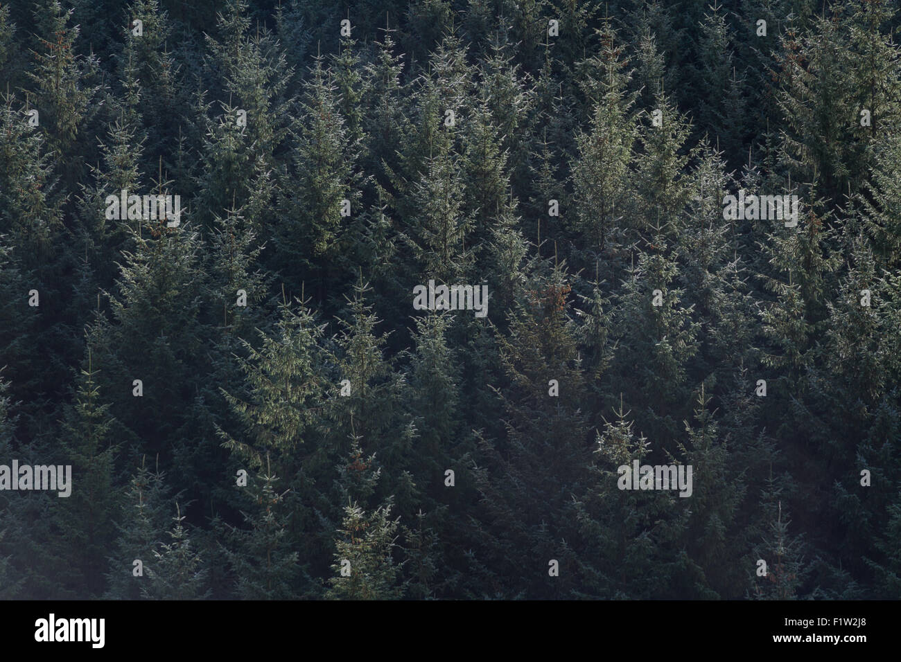Side light on conifer trees on autumn morning making texture and ...