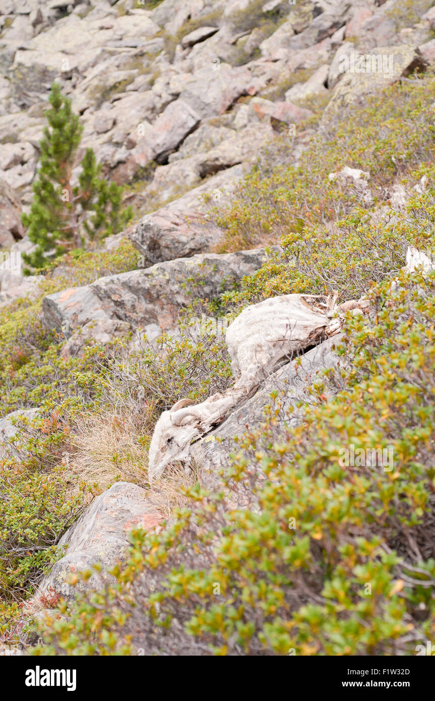 Dead goat in the Parc Naturel Regional des Pyrenees Ariegeoises. Auzat ...