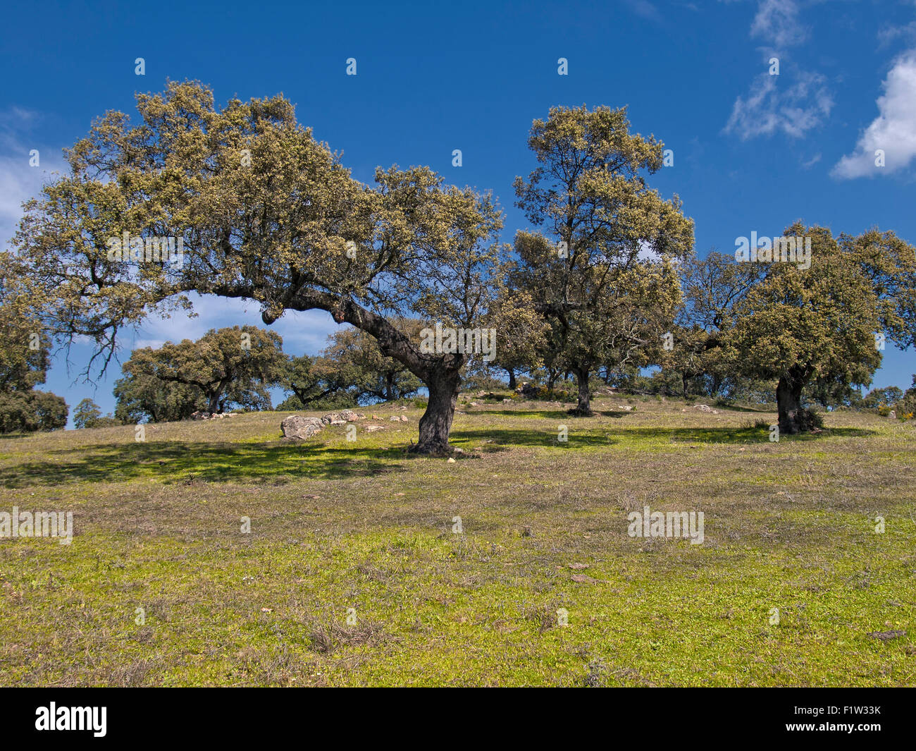 Holm Oak