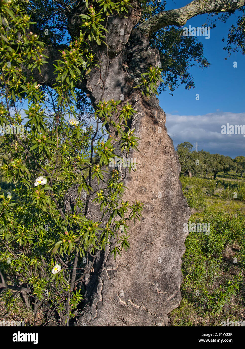 Vertical portrait of Cork Oak tree, Quercus suber, in full leaf with ...