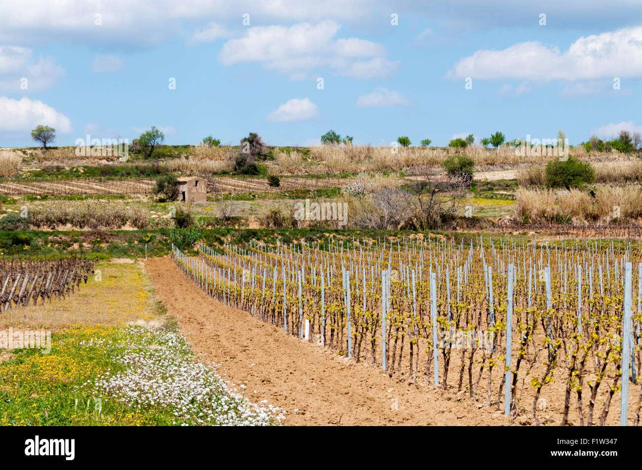 Young vines in spring in the Faugeres wine region of Southern France ...