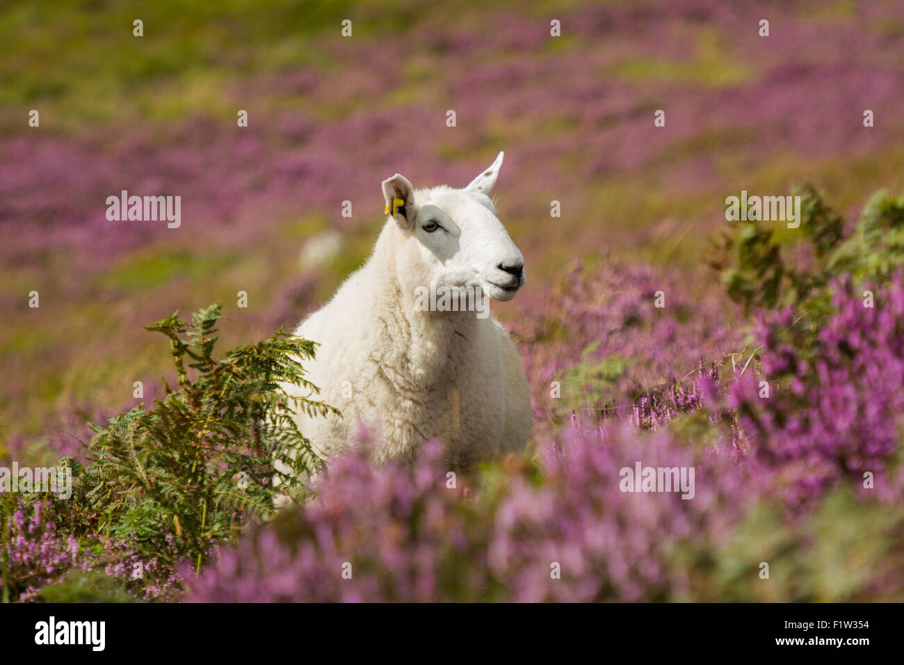 Heather sheep hi-res stock photography and images - Alamy