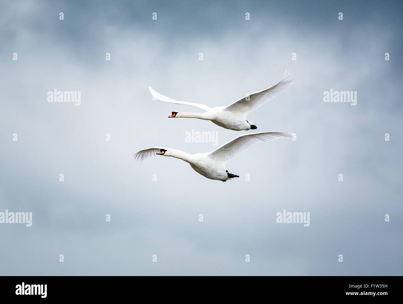 Swan in flight hi-res stock photography and images - Alamy