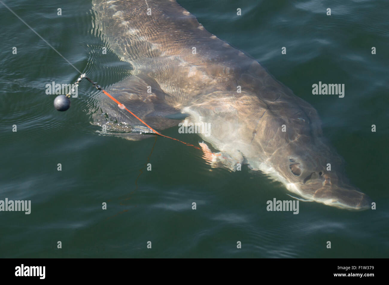 Sturgeon Fishing on the Columbia River near The Dalles, Oregon Stock ...