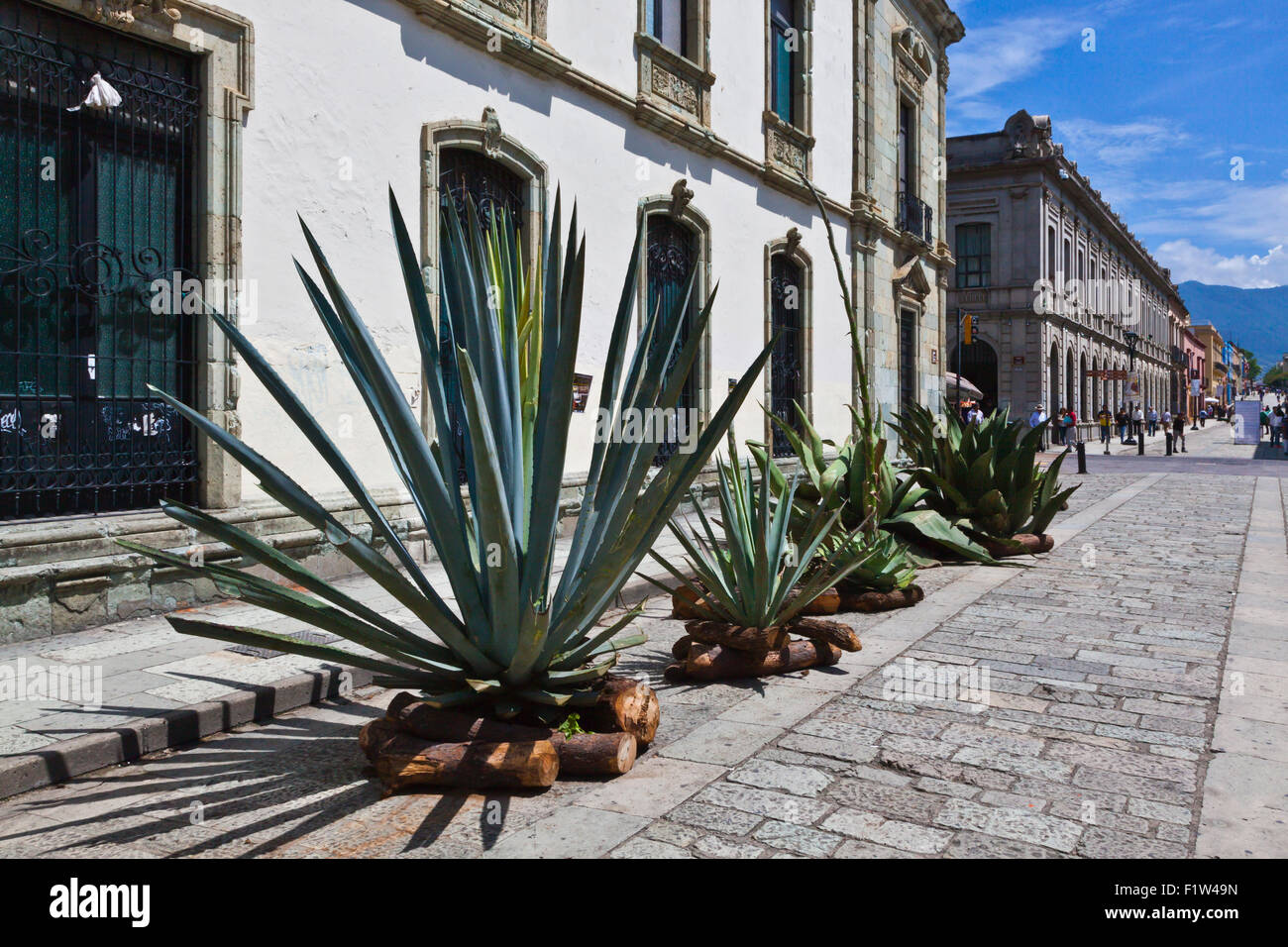 Mescal plant hi-res stock photography and images - Alamy