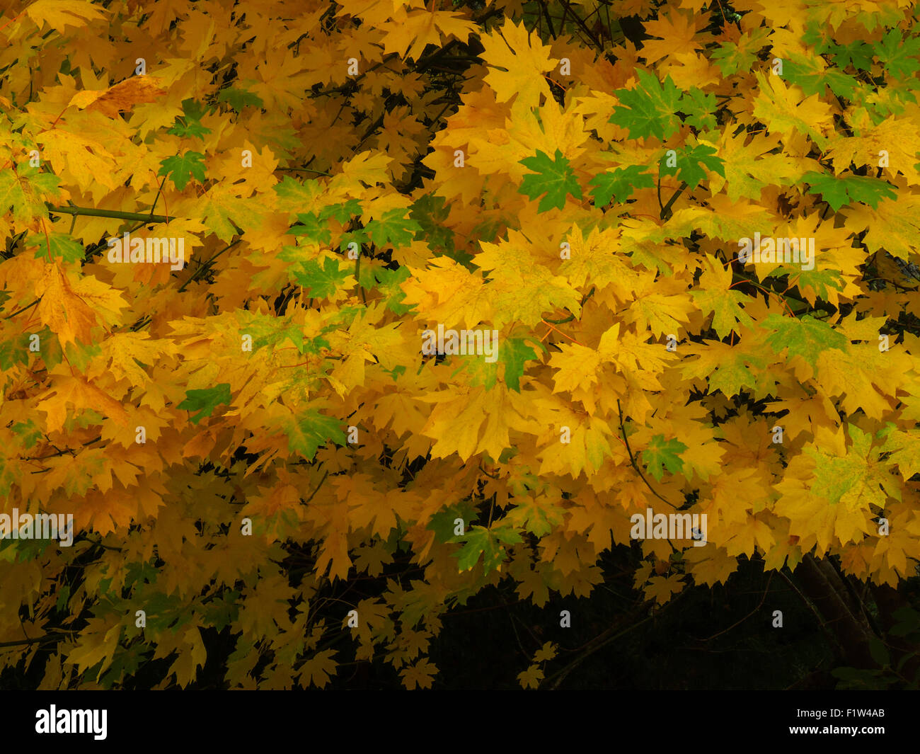 Colorful Fall Foliage Of The Bigleaf Maple Acer Macrophyllum A Large