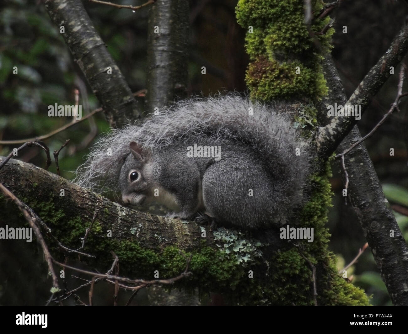 Western gray squirrel (Sciurus griseus) is an arboreal rodent who ...
