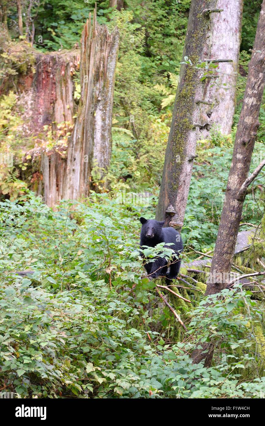 A black bear in the temperate rain forest of Ketchikan, Alaska Stock ...