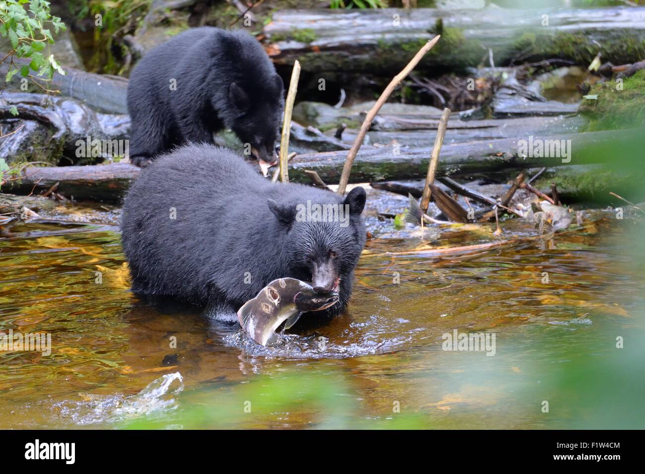 A black bear with a salmon in its mouth in the rain forest of Ketchikan ...