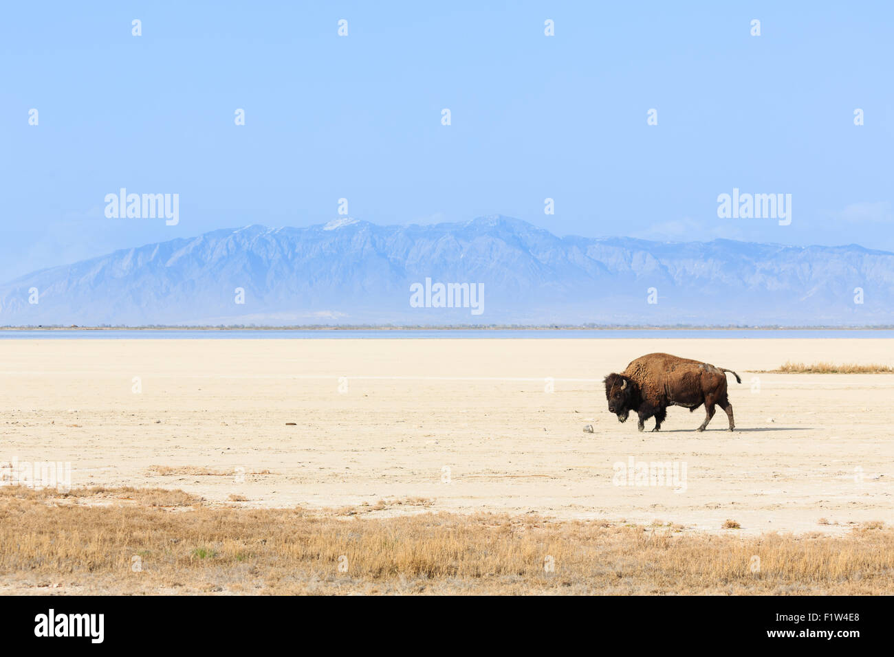 Buffalo roams the salt pan at the Great Salt Lake Stock Photo - Alamy