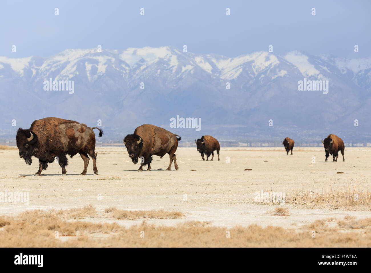 Buffalo wander the salt flats with snowcapped mountains in background ...
