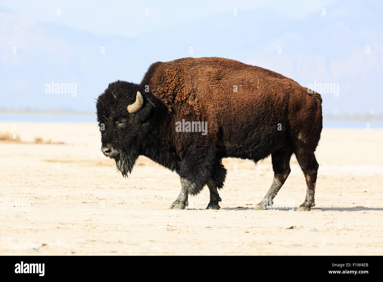 Buffalo on salt flats Stock Photo - Alamy