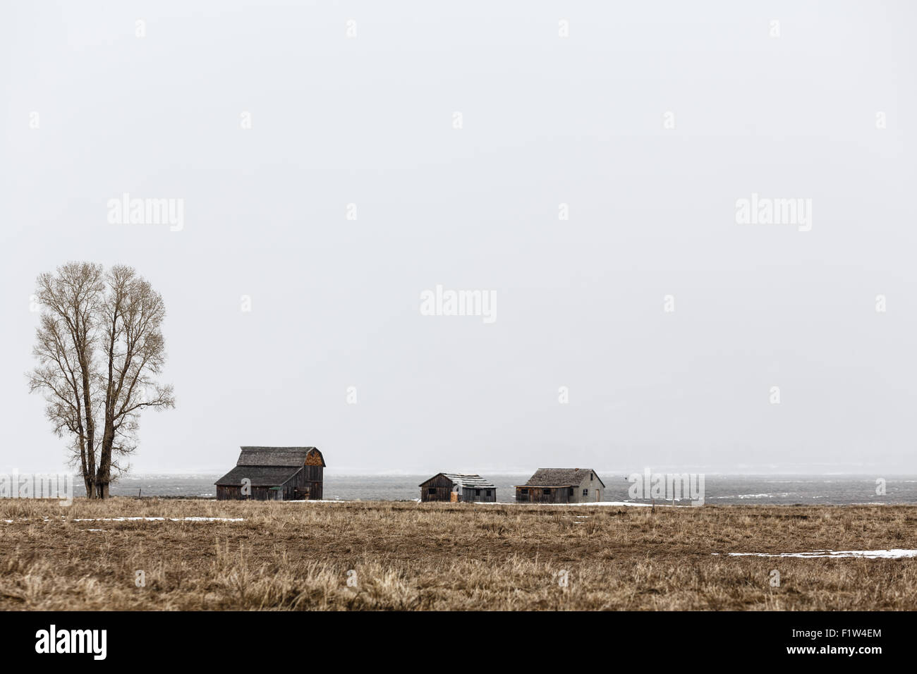Farmhouse and lone tree in winter whiteout storm Stock Photo - Alamy