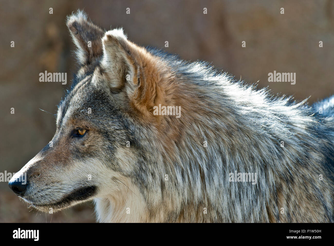 Captive Mexican wolf (Canis lupus baileyi Stock Photo - Alamy