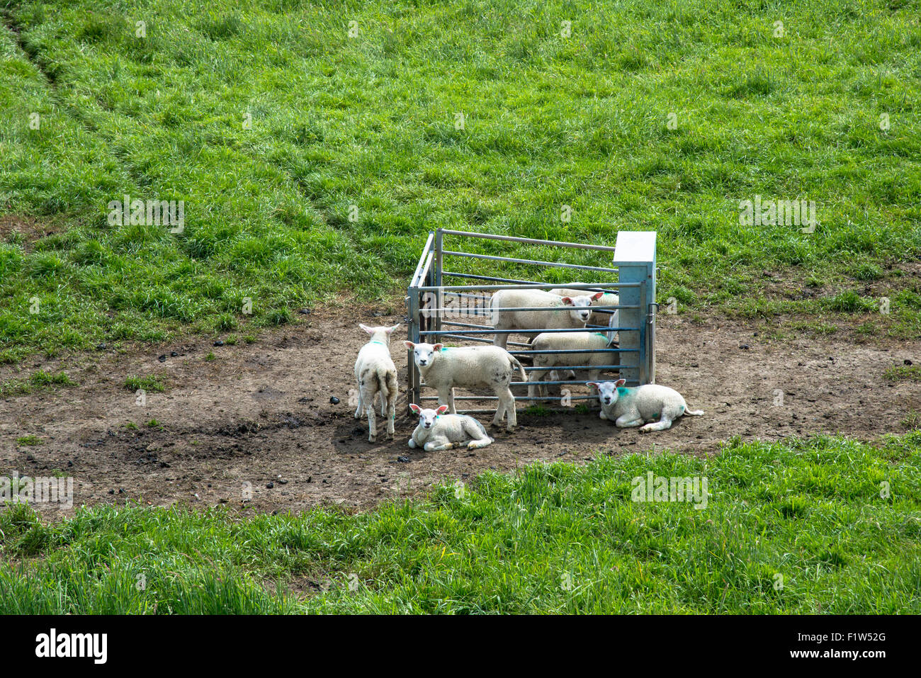 sheep in cage in farmland in beemster polder in holland Stock Photo - Alamy