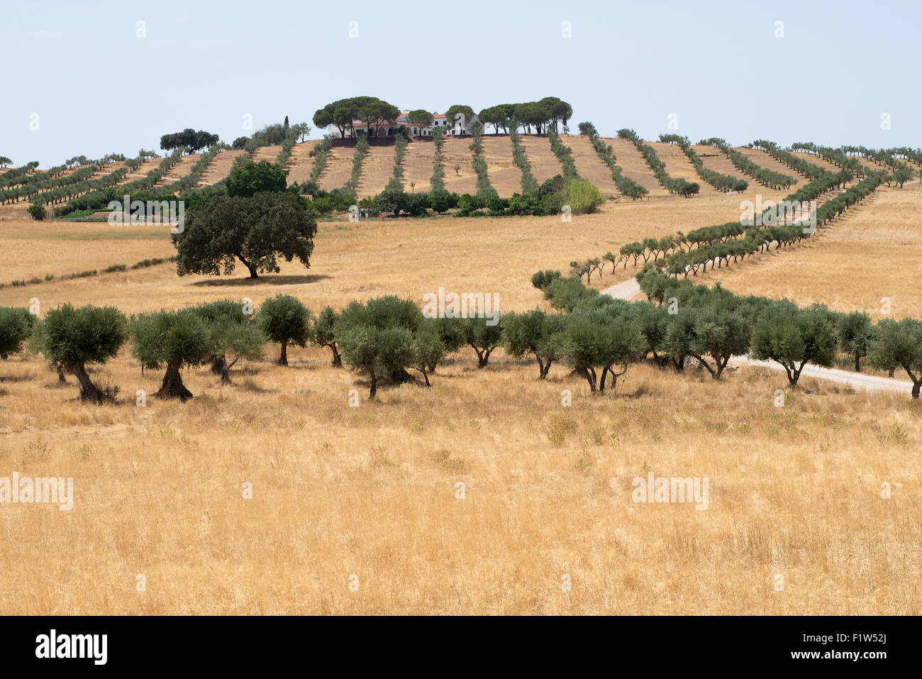 Cork trees line the hills in the Alentejo landscape. Near Mertola ...