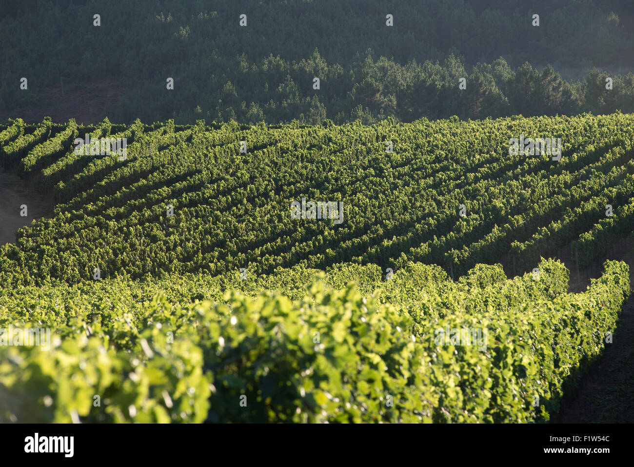 A close-up look at the lines of grapevines that make up a vineyard in ...