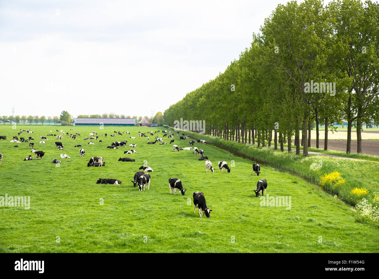 view at beemster polder with farmland and cows in holland Stock Photo ...