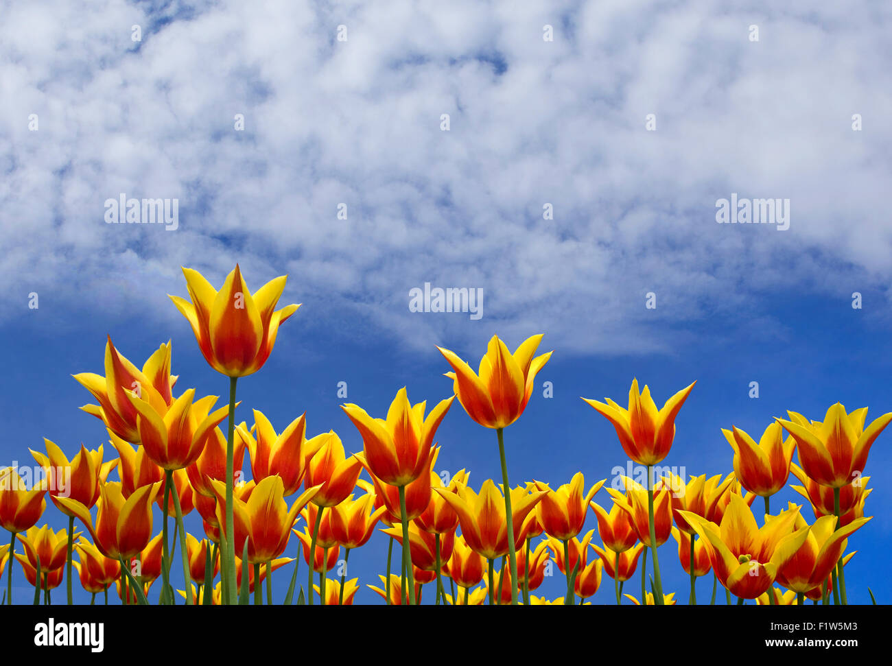 Vibrant nature background Stock Photo - Alamy