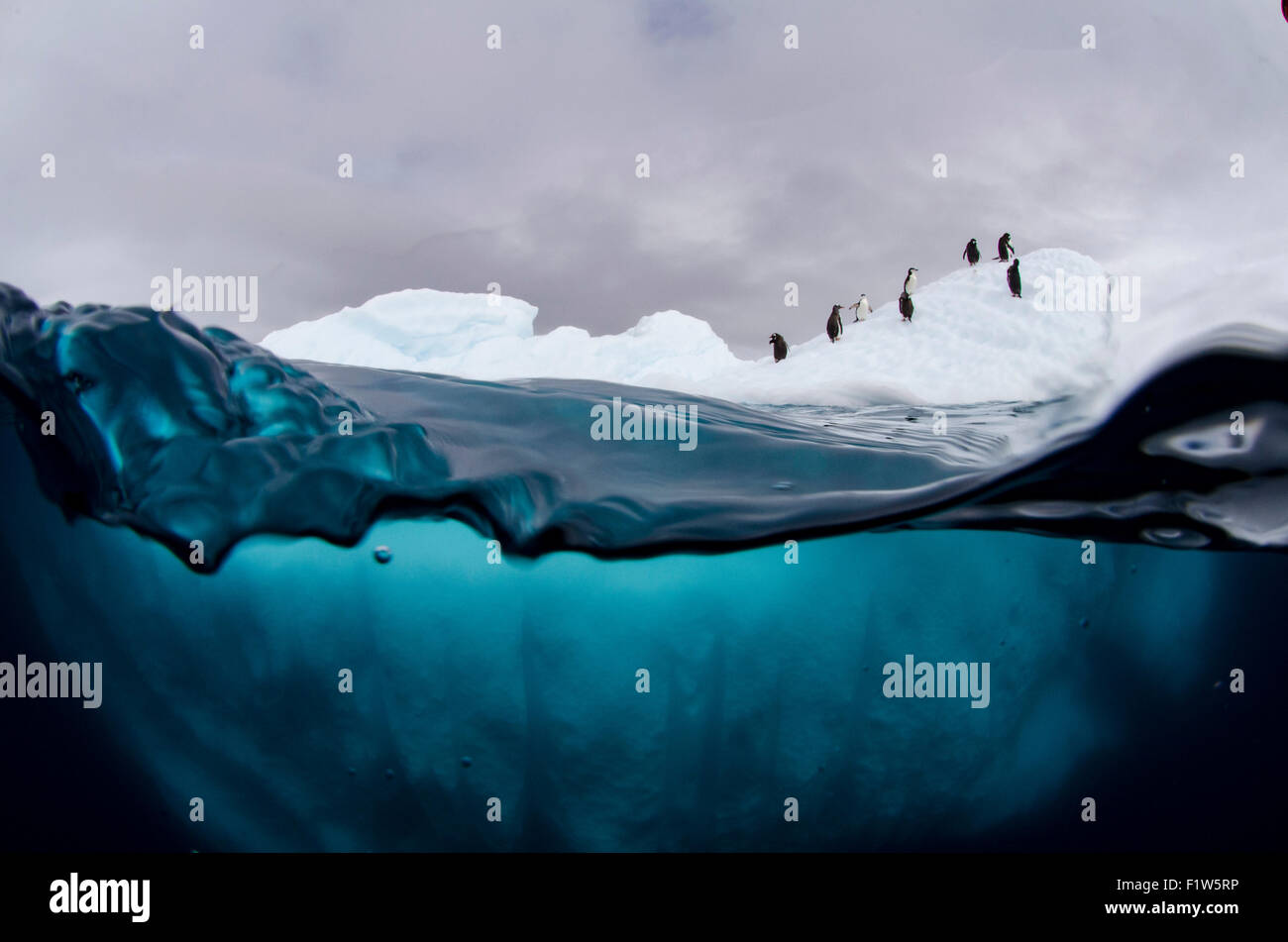 Penguins standing on an iceberg, split shot, Antarctica Stock Photo - Alamy