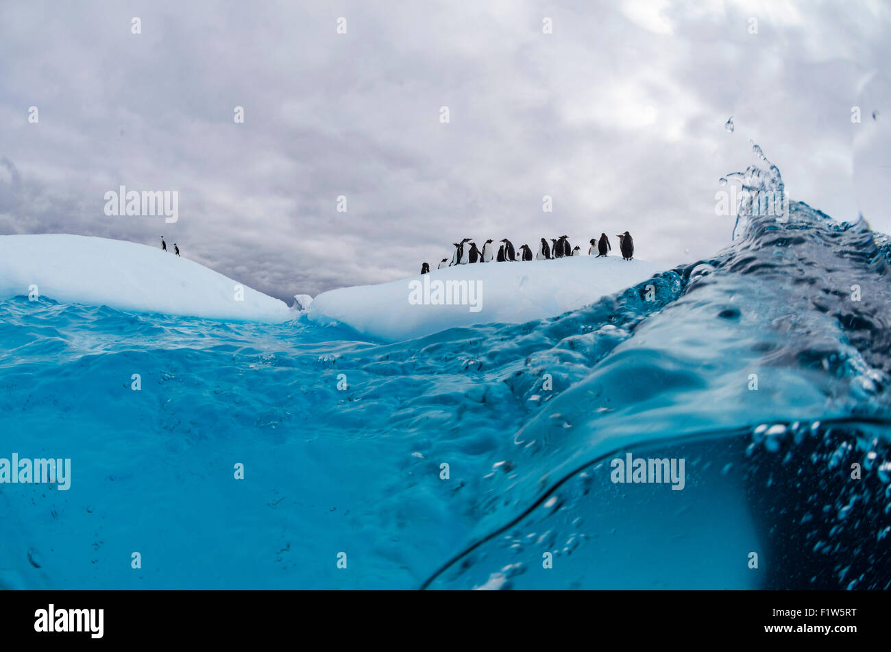 Underwater iceberg antarctica hi-res stock photography and images - Alamy