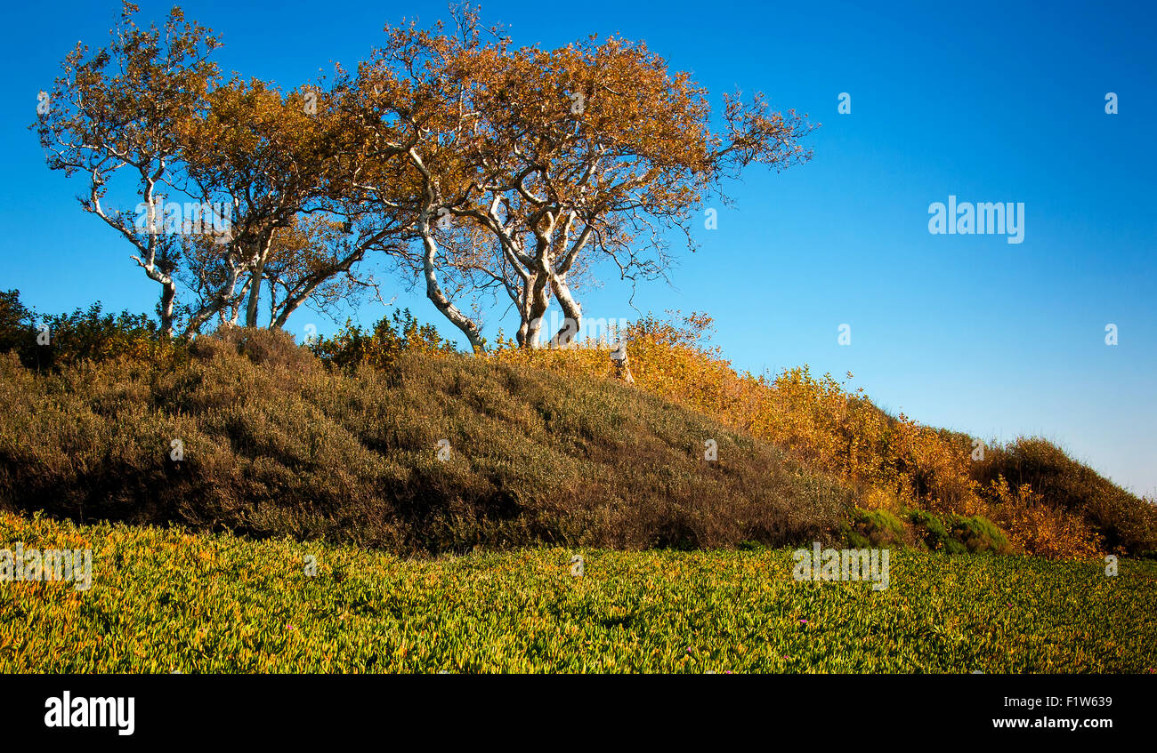 Pacific ocean state park foliage on beach Stock Photo - Alamy