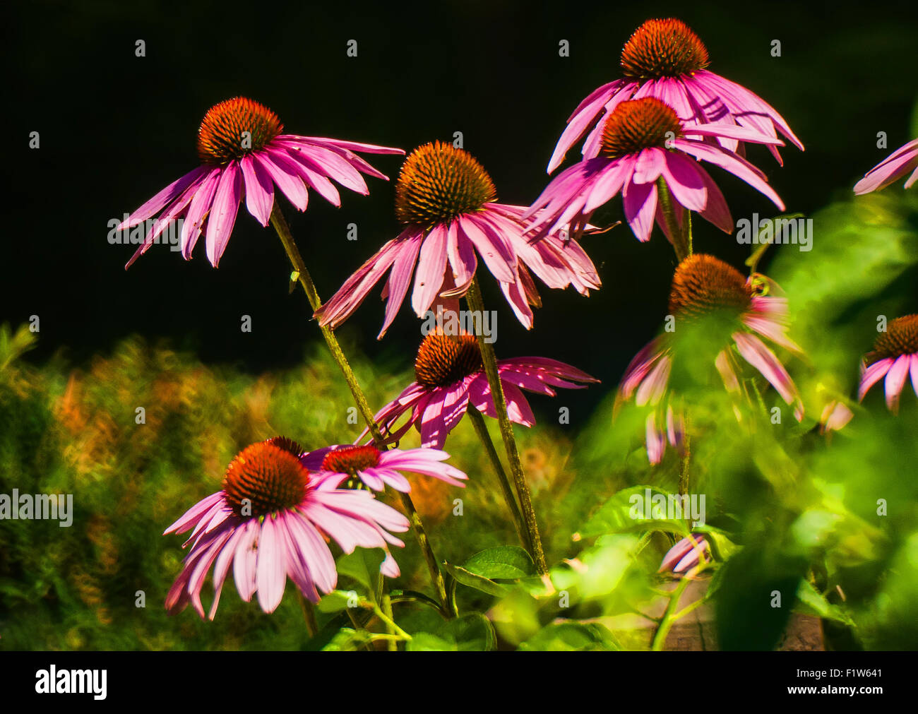 Park field of wild flowers in springtime Stock Photo - Alamy