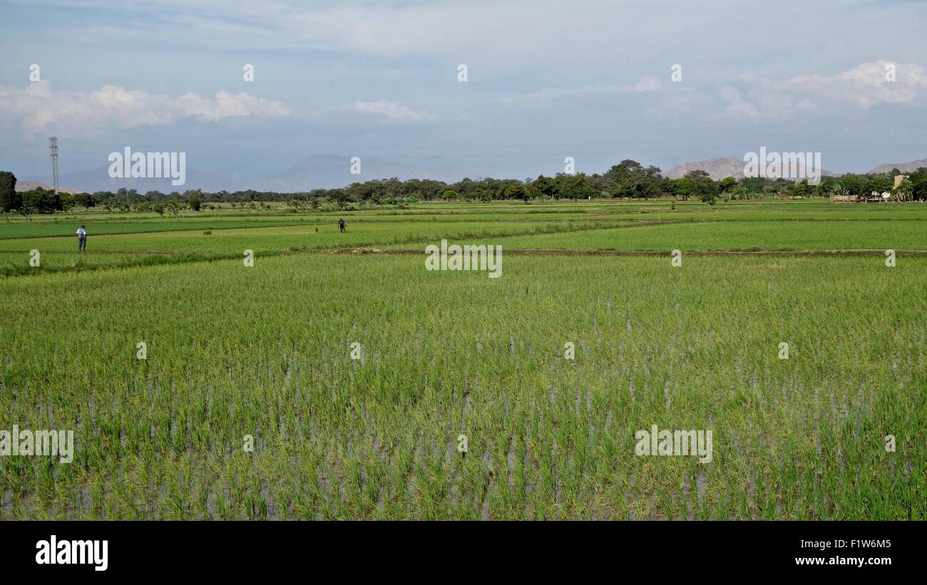 Field rice plants flooded water hi-res stock photography and images - Alamy