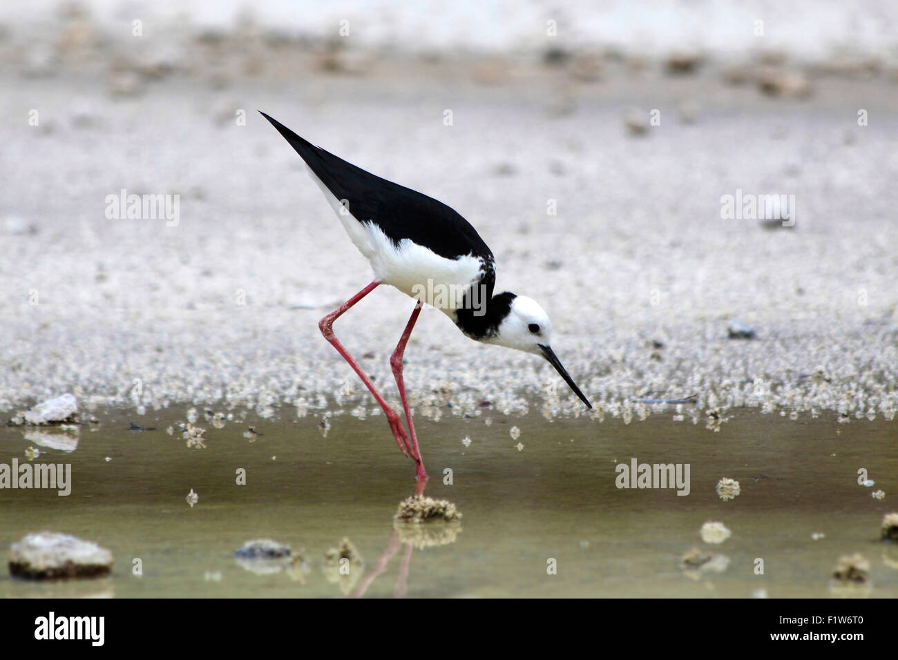Red legged stilt hi-res stock photography and images - Alamy