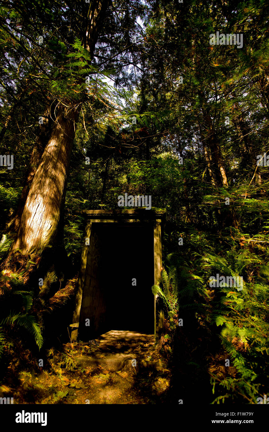 Dark forest hi-res stock photography and images - Alamy