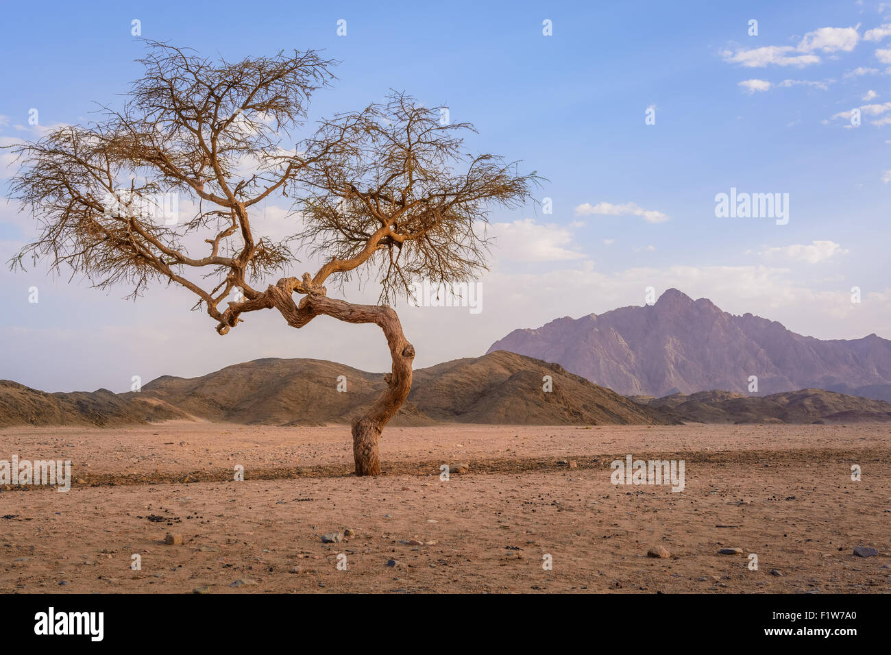 In the picture a valley in the desert with an Acacia tree with mountain ...
