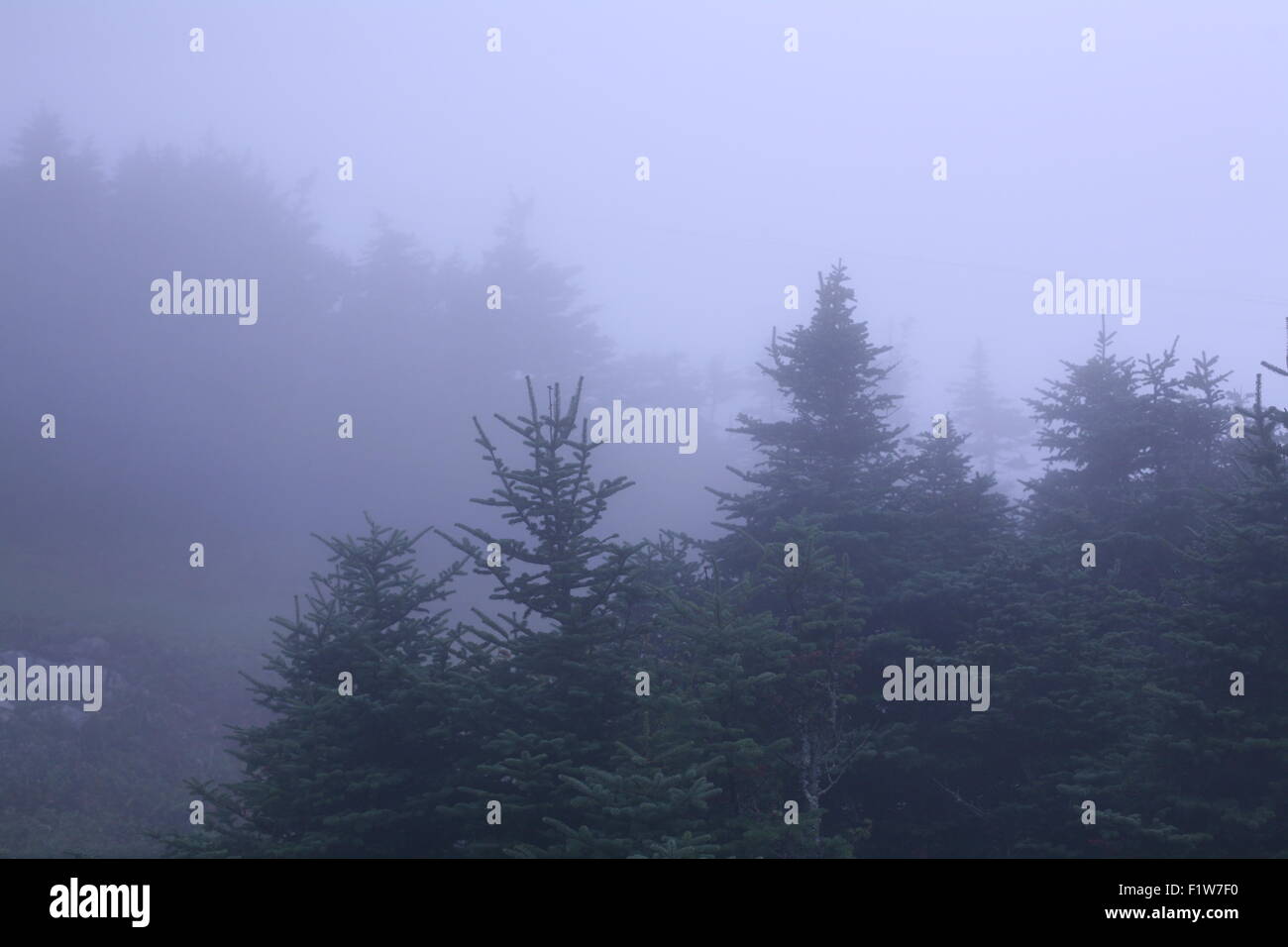trees surrounded by a dense fog Stock Photo - Alamy