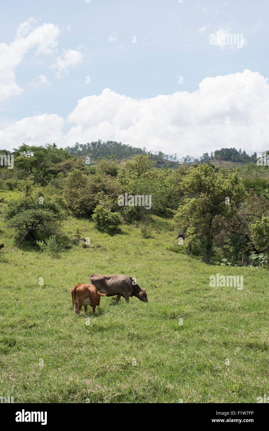 Cattle in latin america hi-res stock photography and images - Alamy