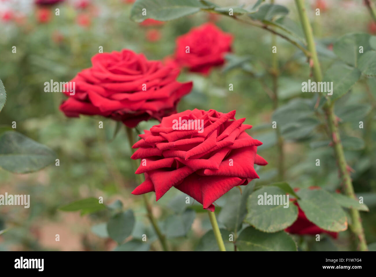 Mexican rose hi-res stock photography and images - Alamy