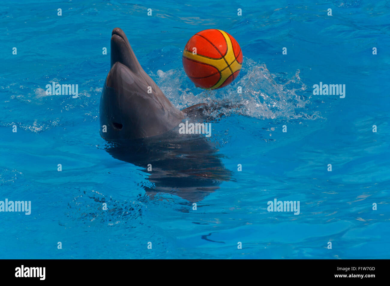 dolphin playing with ball in a pool Stock Photo - Alamy