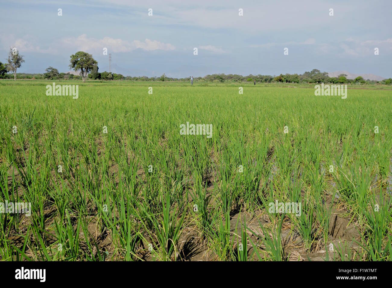 Rice fields, or paddy fields, in a fertile valley near the Tucume ...