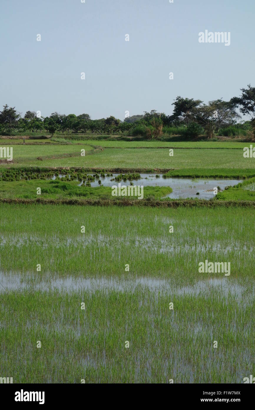 Rice fields, or paddy fields, in a fertile valley near the Tucume ...