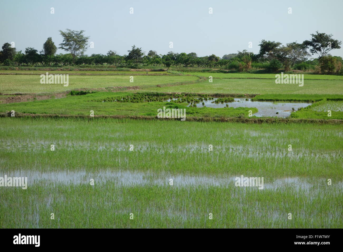 Rice fields, or paddy fields, in a fertile valley near the Tucume ...