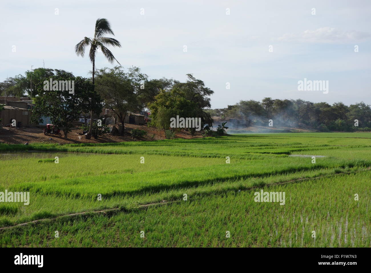 Rice fields, or paddy fields, in a fertile valley near the Tucume ...