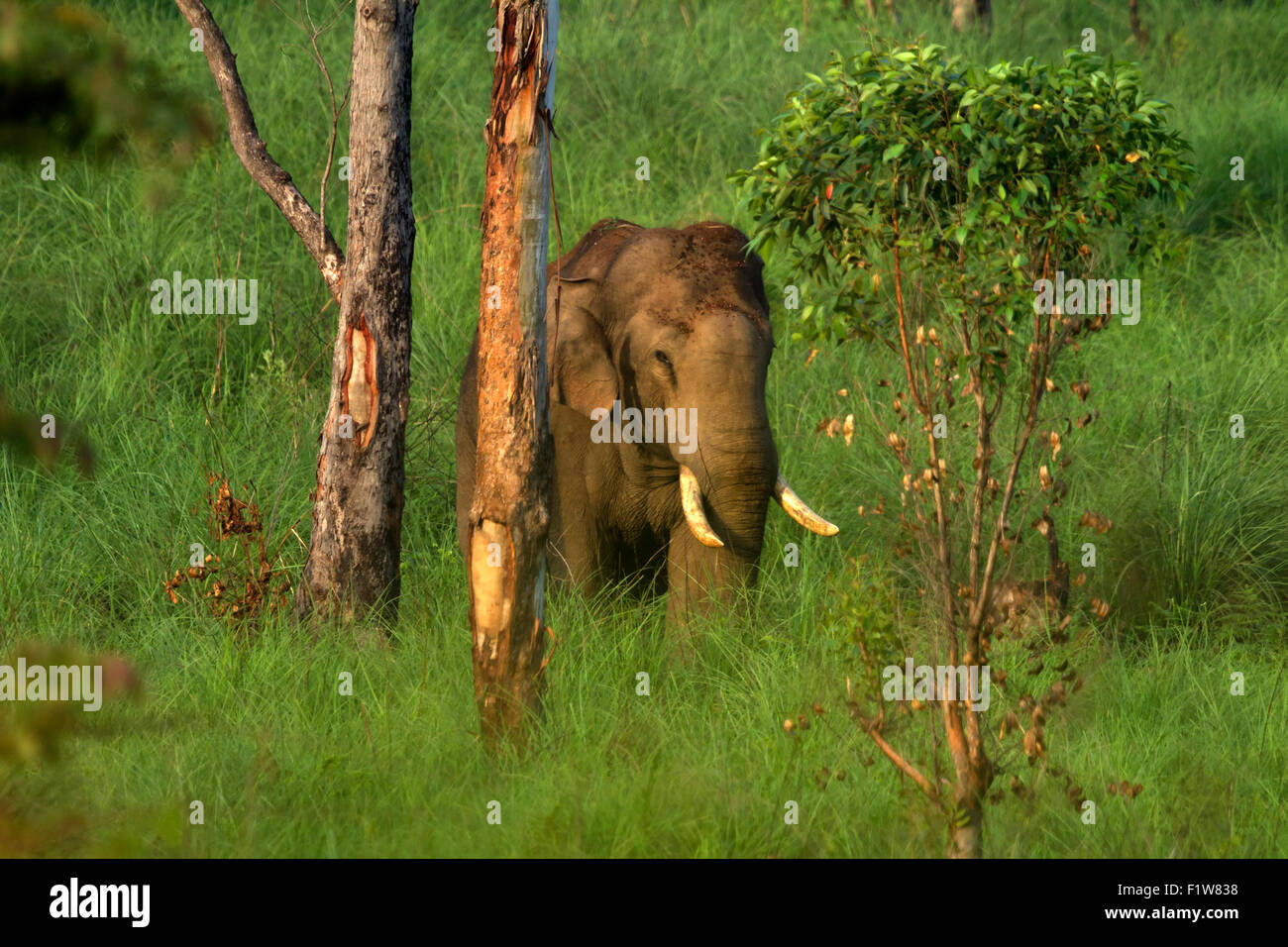 The Indian elephant (Elephas maximus indicus) is one of three ...