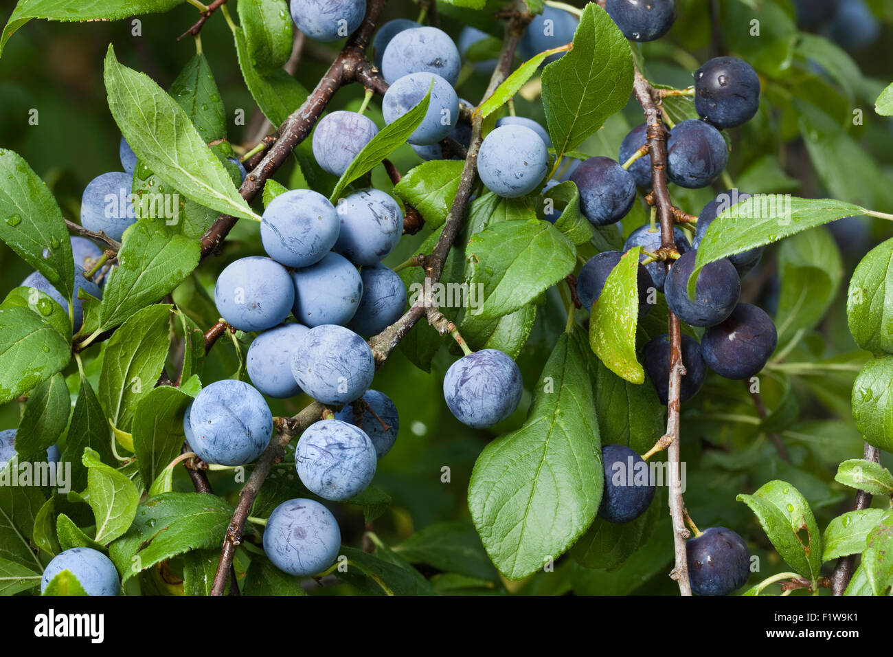 Blackthorn tree hi-res stock photography and images - Alamy