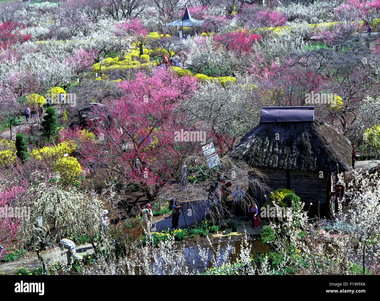 Plum forest park hi-res stock photography and images - Alamy