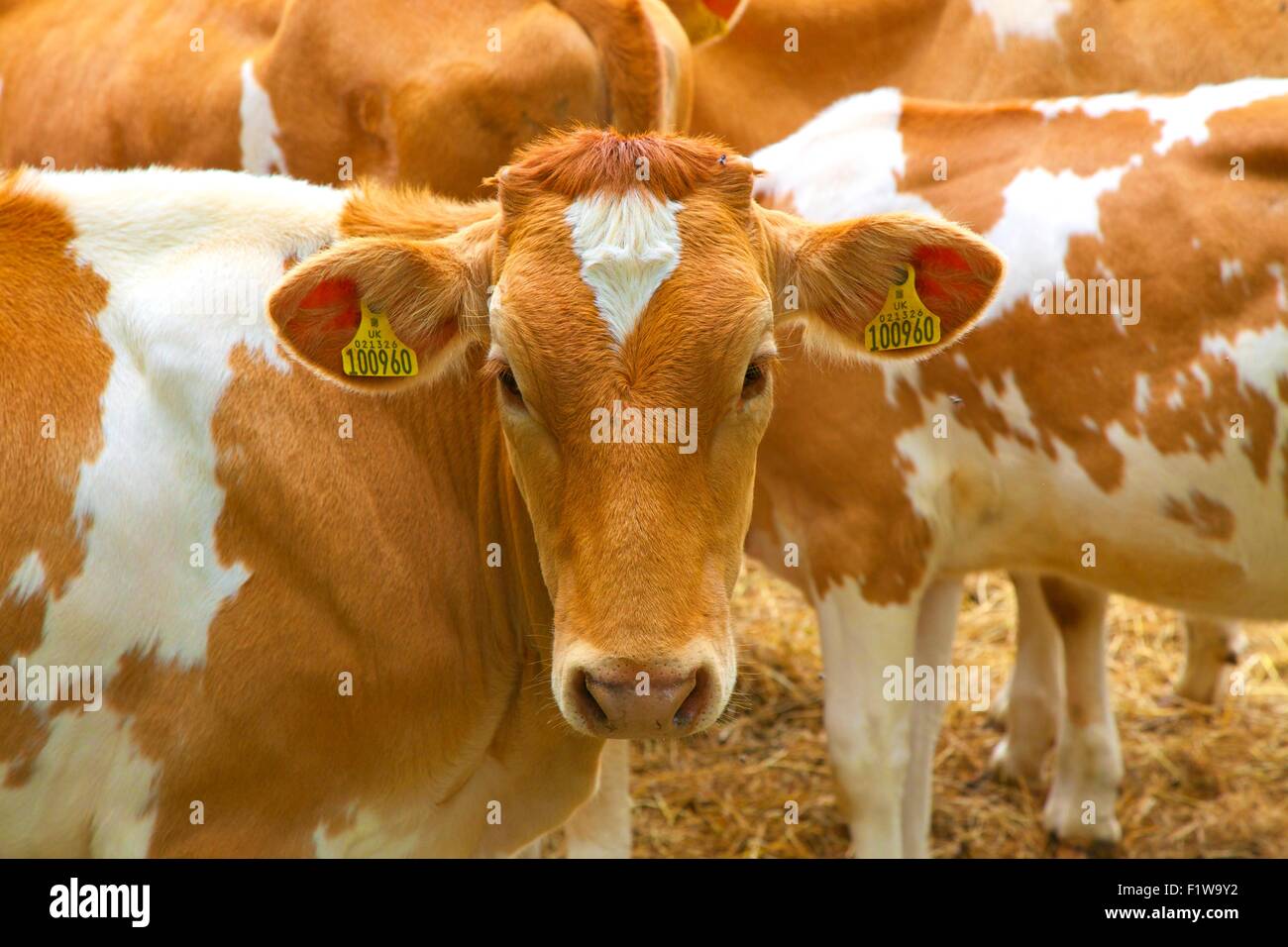 Guernsey Cows, Guernsey, Channel Islands Stock Photo - Alamy