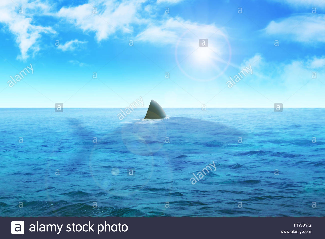 Shark Fin Stock Photos & Shark Fin Stock Images - Alamy