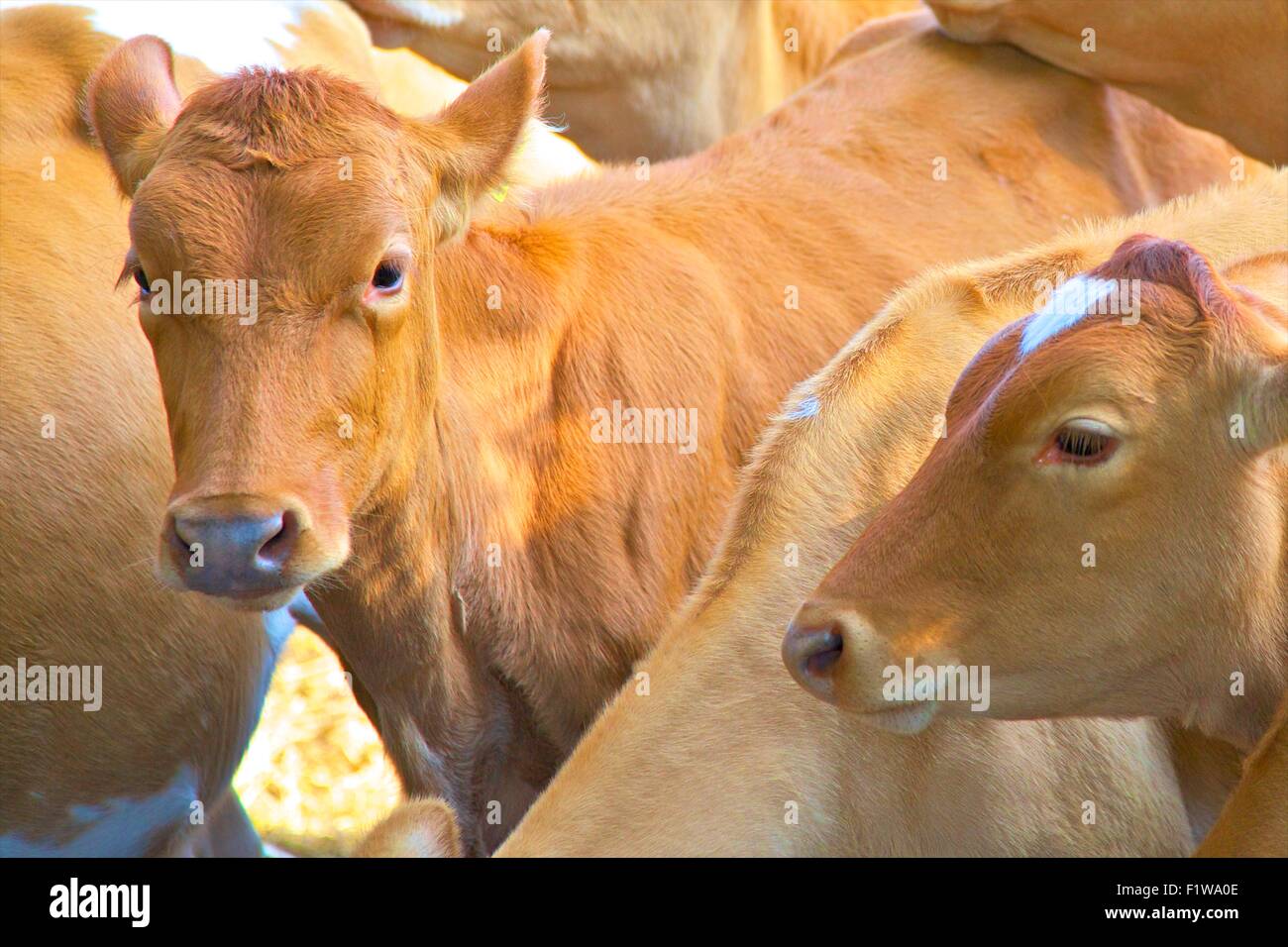 Guernsey Cows, Guernsey, Channel Islands Stock Photo - Alamy