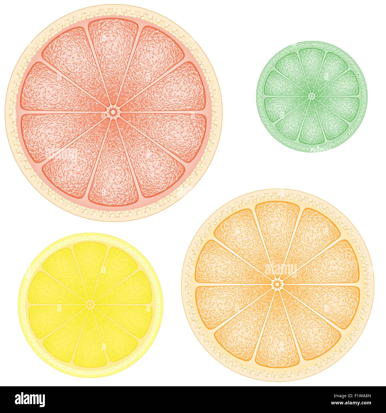set of citrus in the slice orange lemon lime grapefruit vector ...