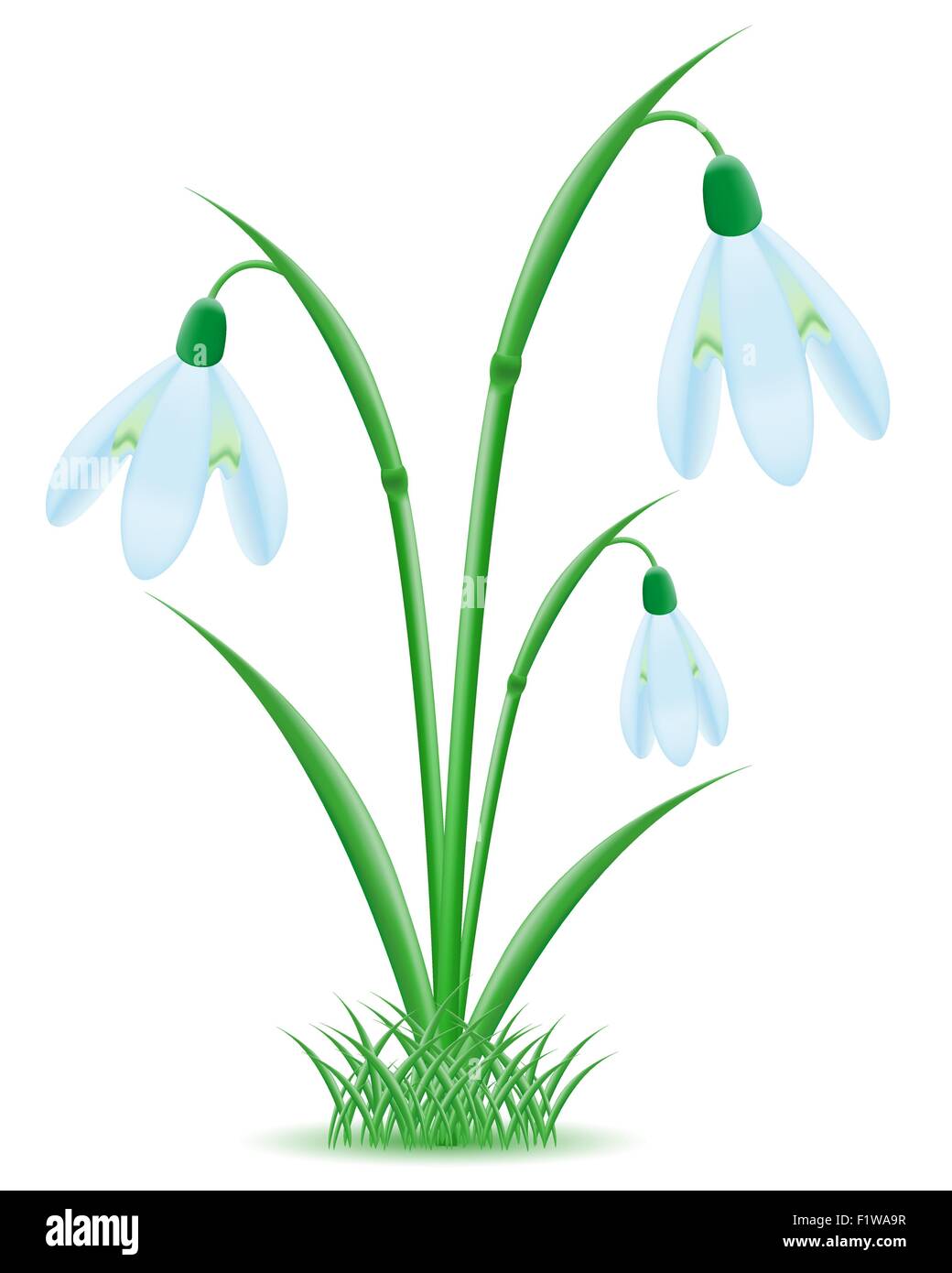 snowdrop vector illustration isolated on white background Stock Vector ...